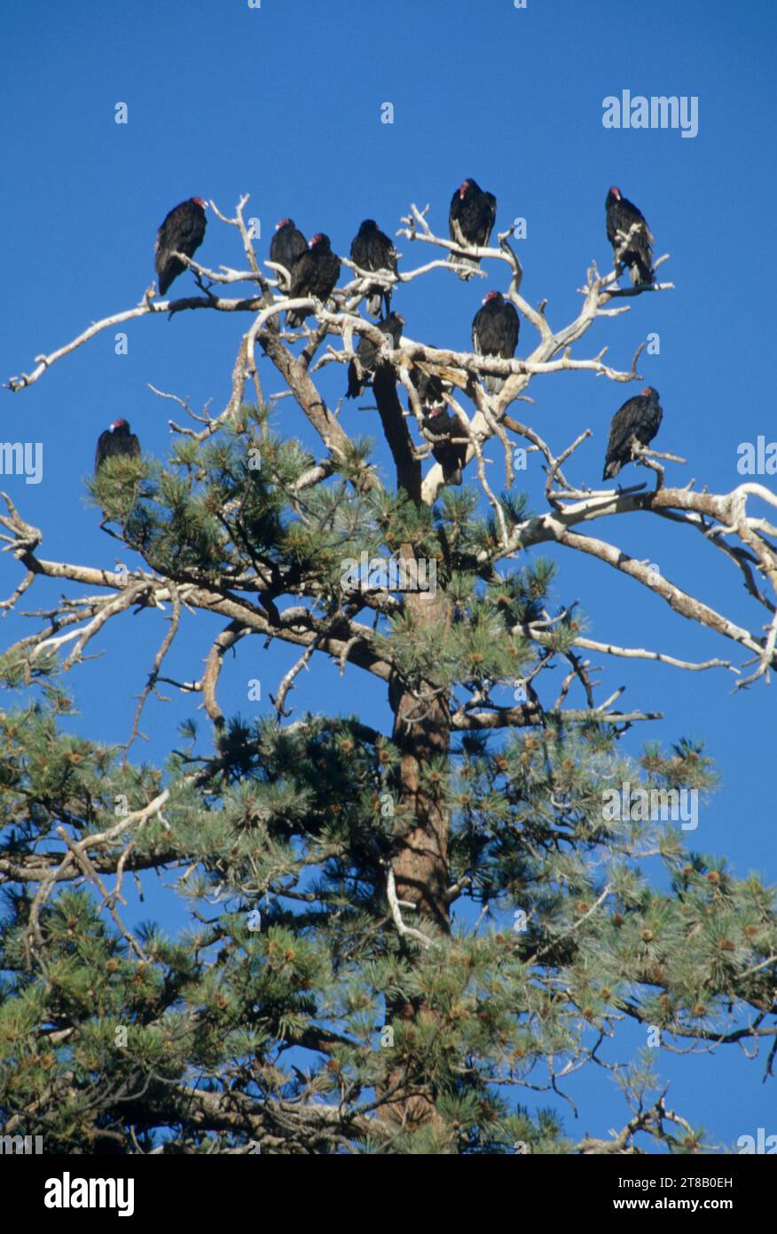 Turkey vultures (Cathartes aura) on ponderosa pine (Pinus ponderosa) at ...