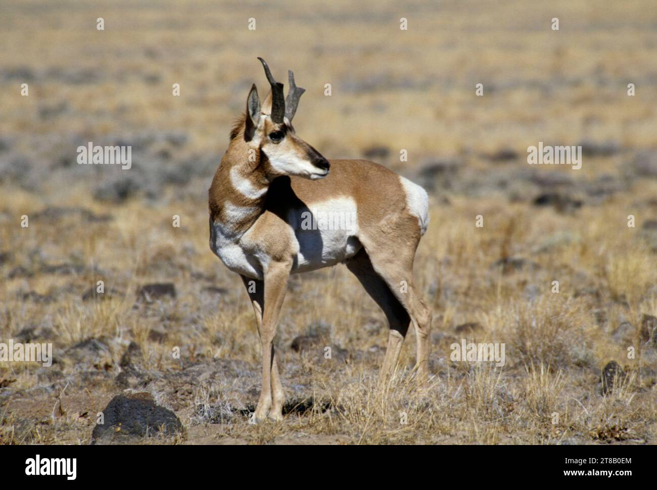 Pronghorn antelope, Hart Mountain National Antelope Refuge, Oregon ...