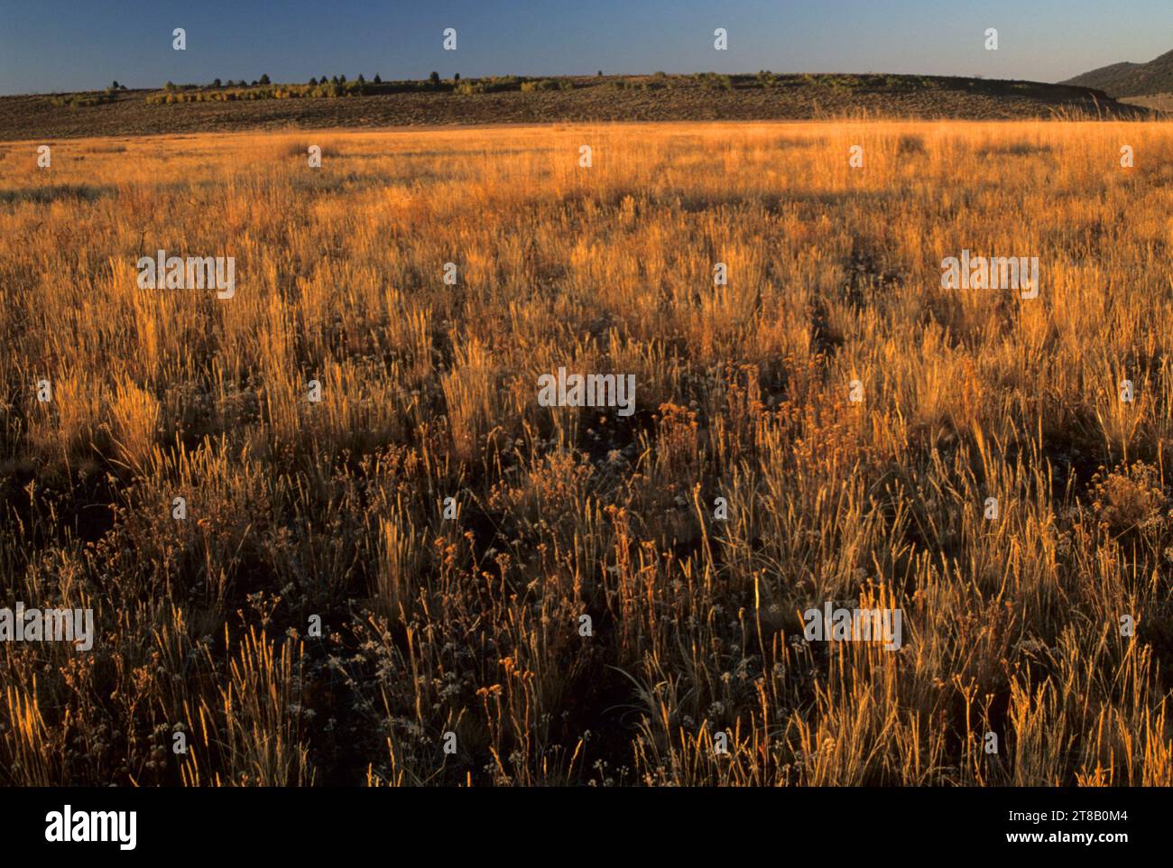 Post Meadow, Hart Mountain National Antelope Refuge, Oregon Stock Photo ...