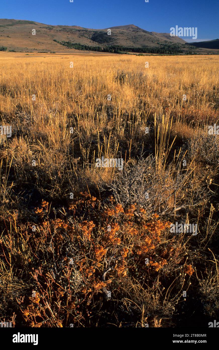 Post Meadow, Hart Mountain National Antelope Refuge, Oregon Stock Photo ...