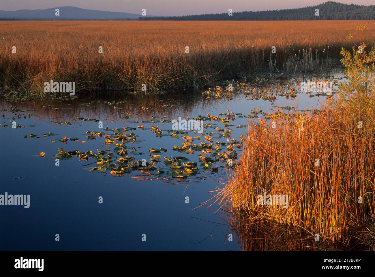 Bulrush-cow lily marsh, Klamath Marsh National Wildlife Refuge, Oregon ...