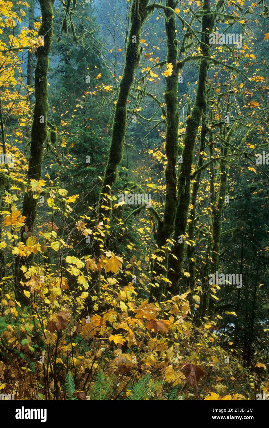 Autumn forest along Eagle Creek Trail, Mt Hood National Forest ...
