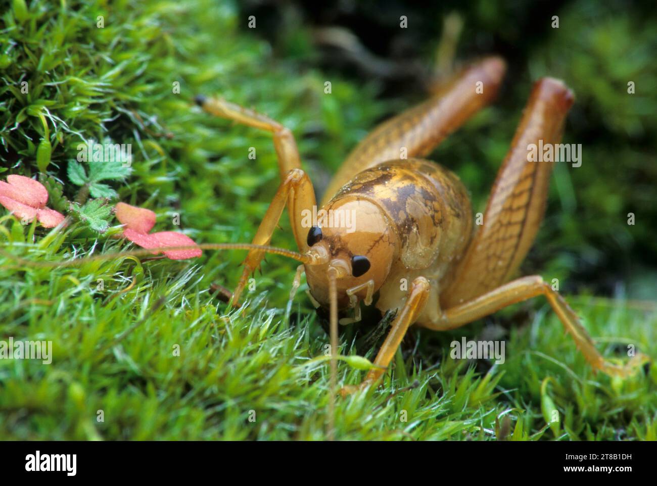 Cricket on moss, Deschutes Wild & Scenic River, Deschutes River State ...