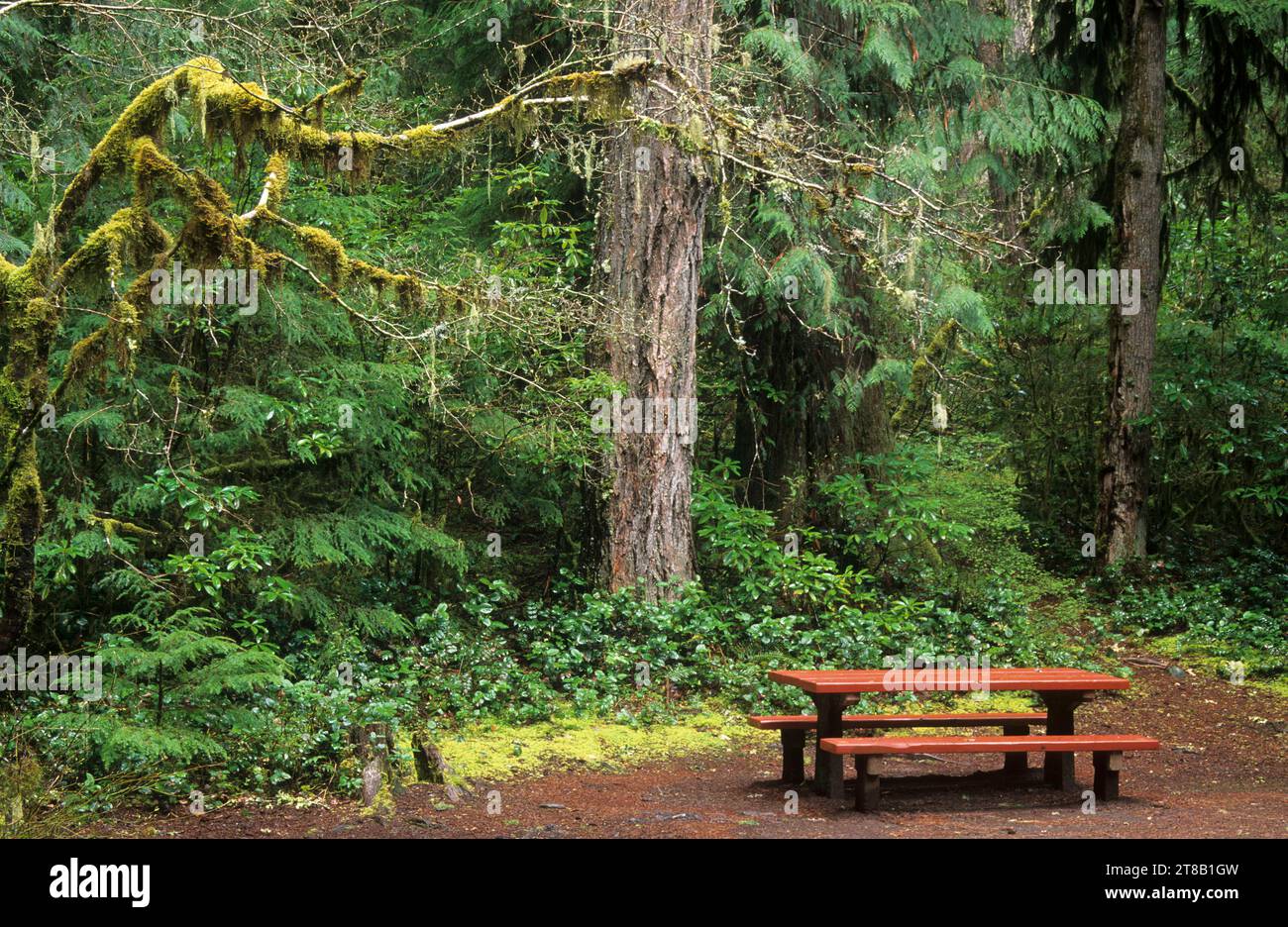 Picnic table in Humbug Campground, Willamette National Forest, Oregon ...