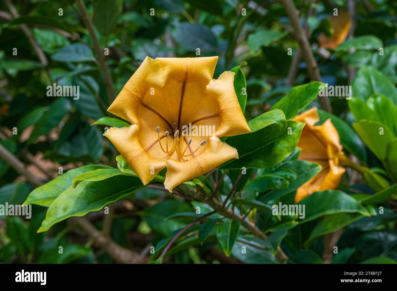 Solandra maxima flower, also known as cup of gold vine, golden chalice ...