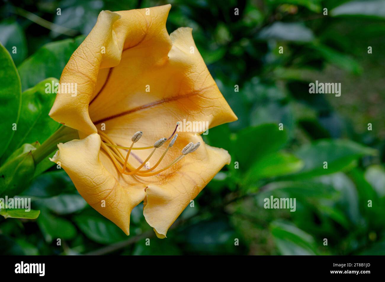 Solandra maxima flower, also known as cup of gold vine, golden chalice ...