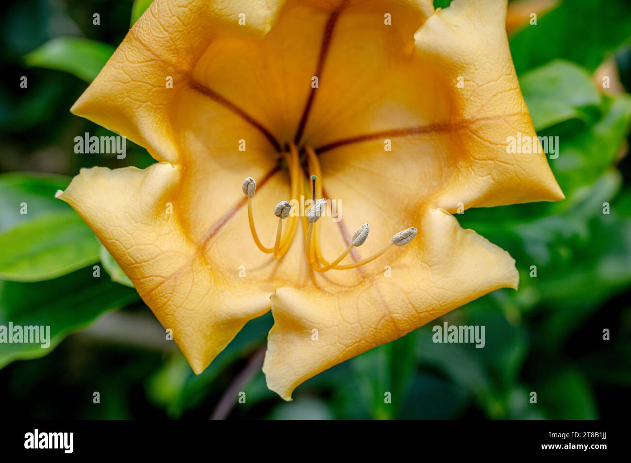 Solandra maxima flower, also known as cup of gold vine, golden chalice ...