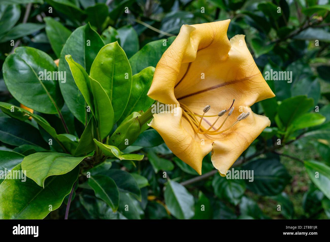 Solandra maxima flower, also known as cup of gold vine, golden chalice ...