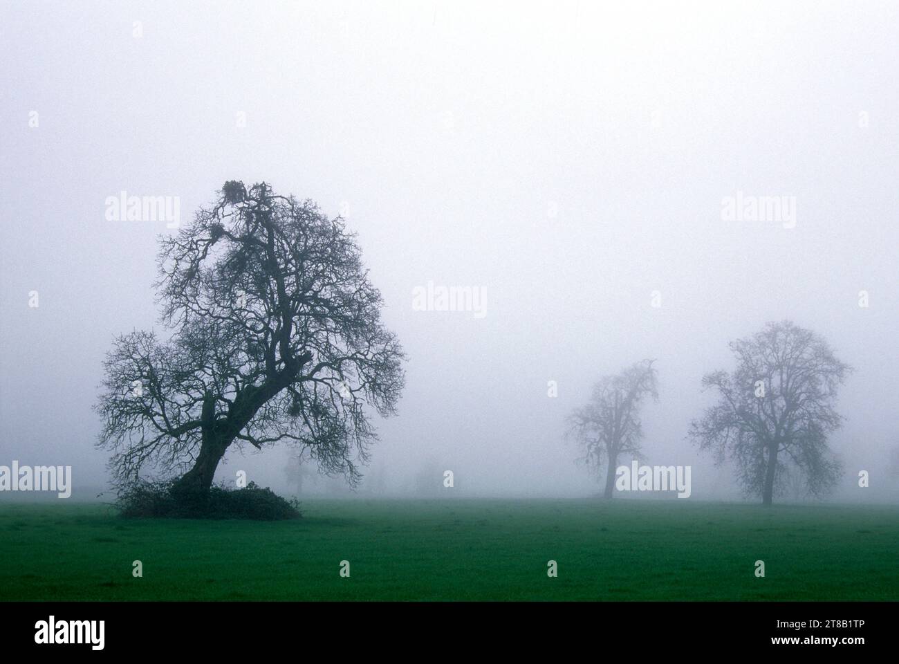 Oaks in the fog hi-res stock photography and images - Alamy