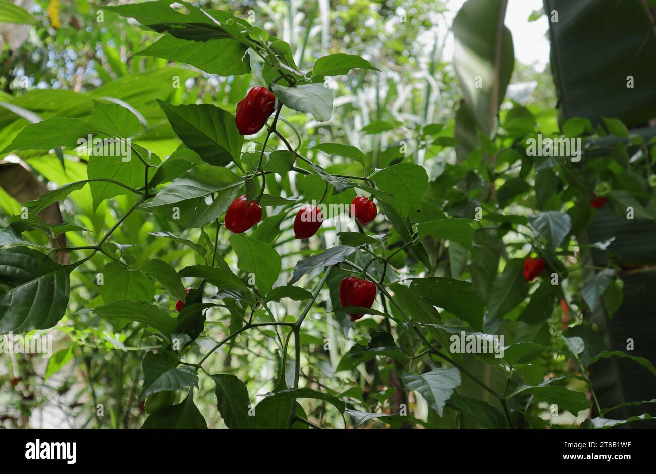 Ripen on plant red chili fruits belong to the Capsicum Chinense variety ...