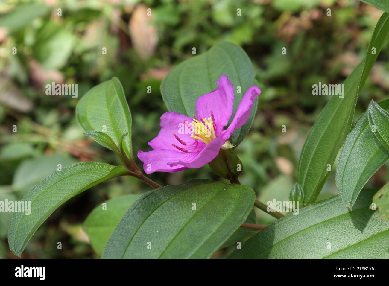 Side view of a bloomed purple colored Malabar melastome flower ...