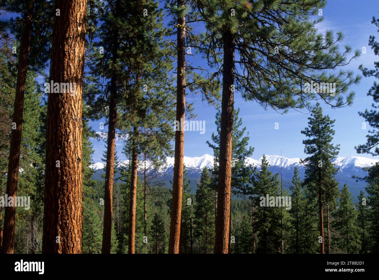 Elkhorn Crest through ponderosa pines, Journey through Time National ...