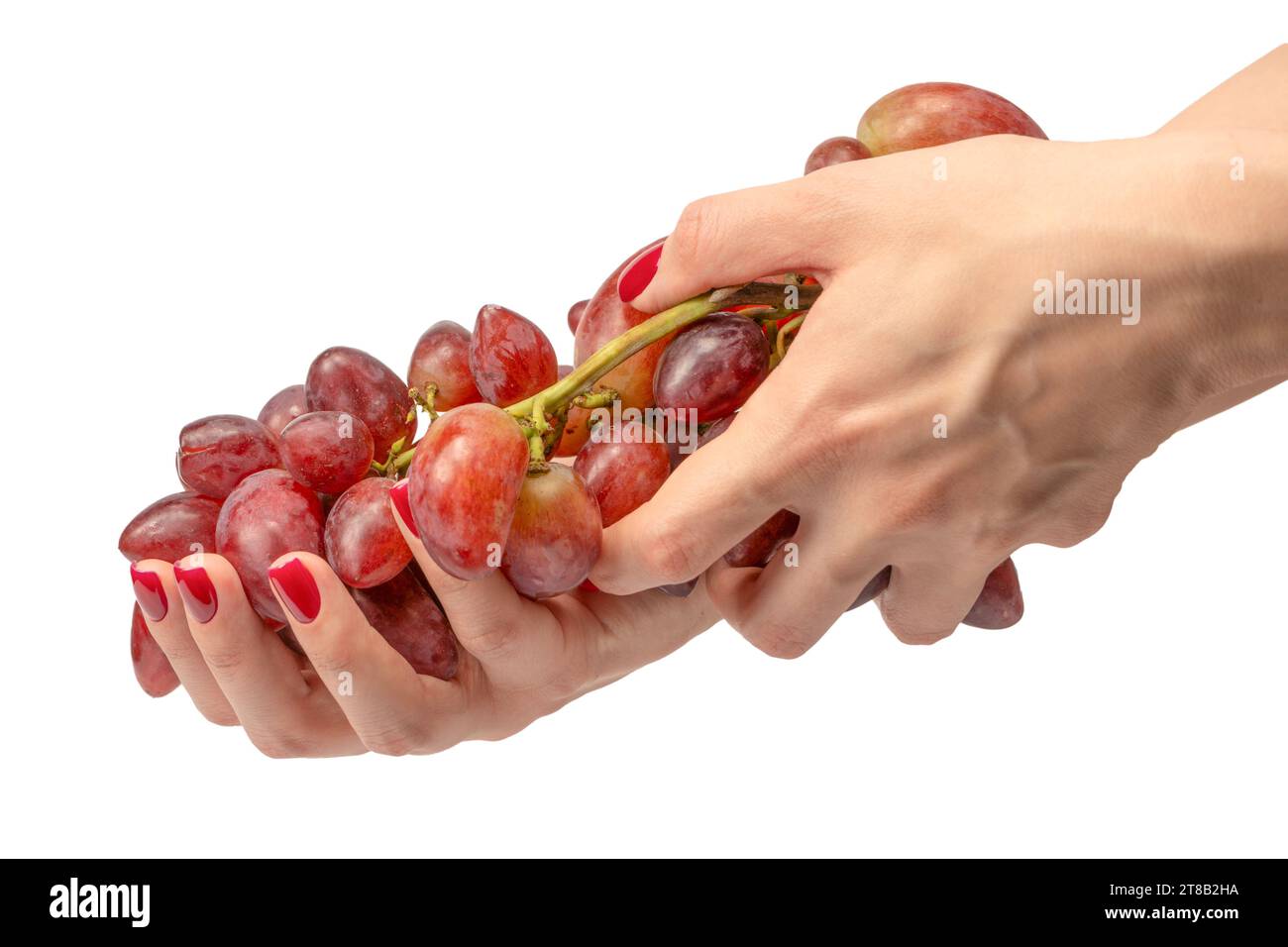 A sprig of red grapes in woman hands with red nail polish isolated on a ...