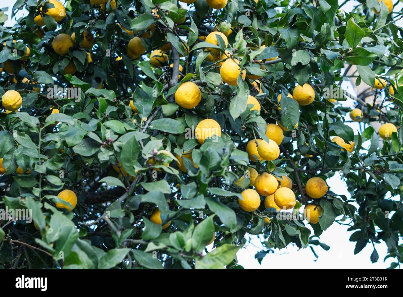lemon tree with fruits. Many ripe beautiful lemons on a branch Stock ...