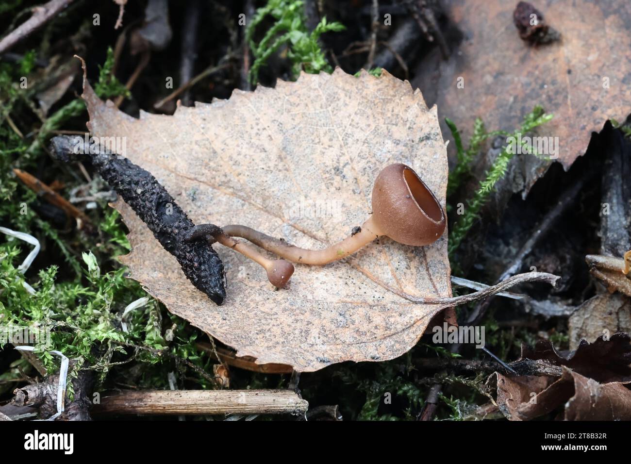 Ciboria caucus, known as catkin cup, early spring fungus from Finland ...