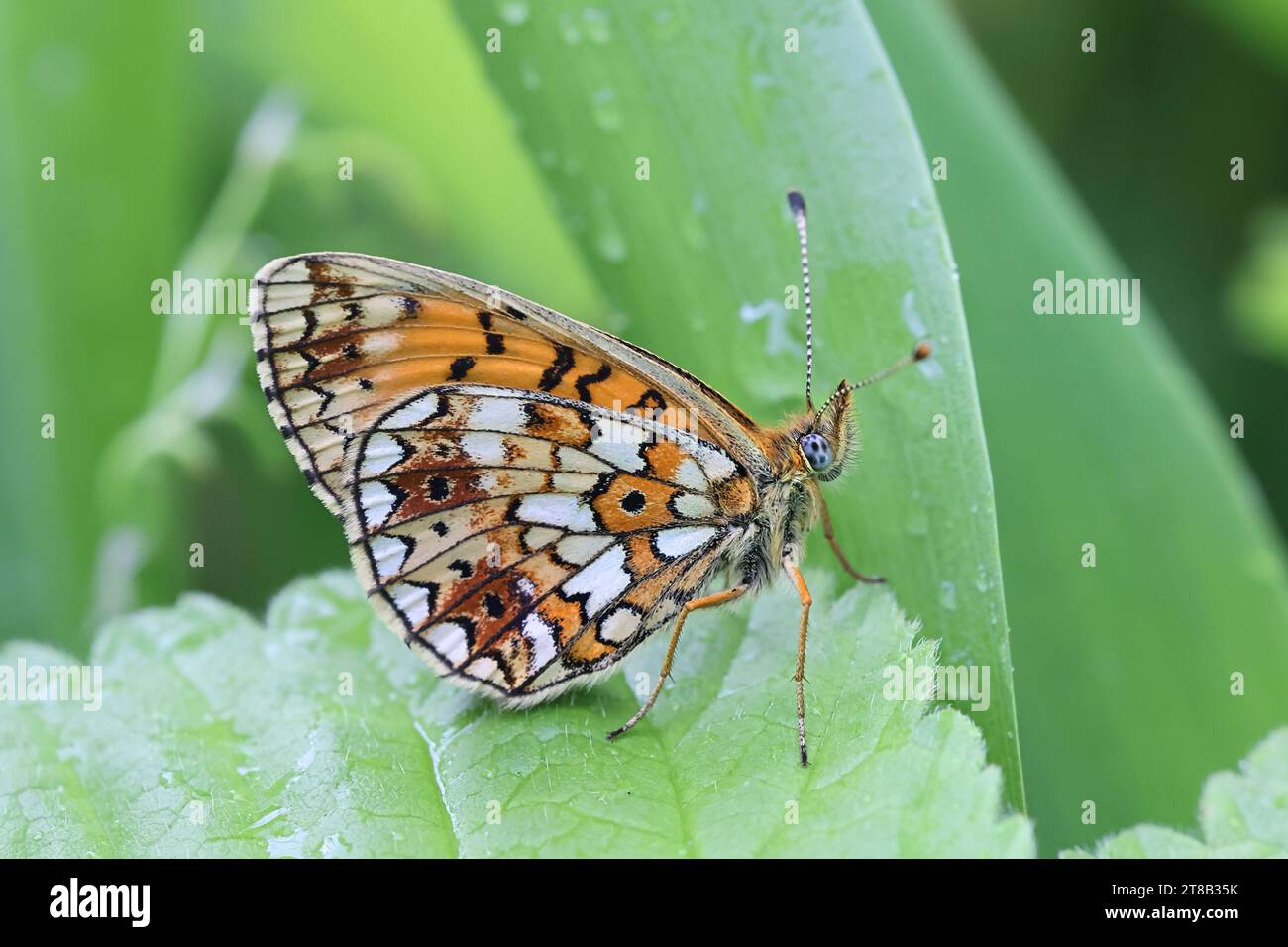 Boloria selene, known as the small pearl-bordered fritillary or silver ...