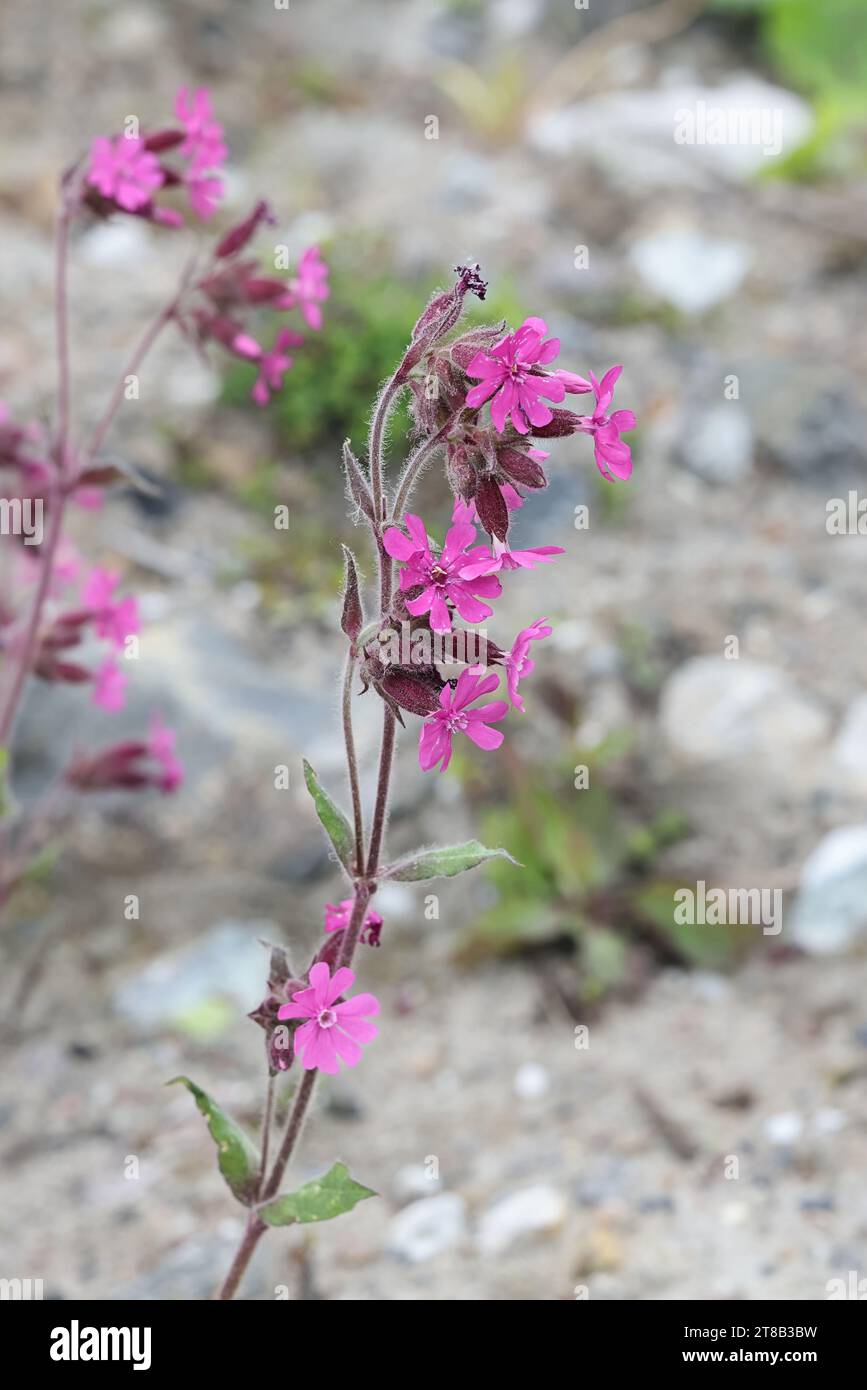Silene dioica, commonly known as red campion or red catchfly, wild ...