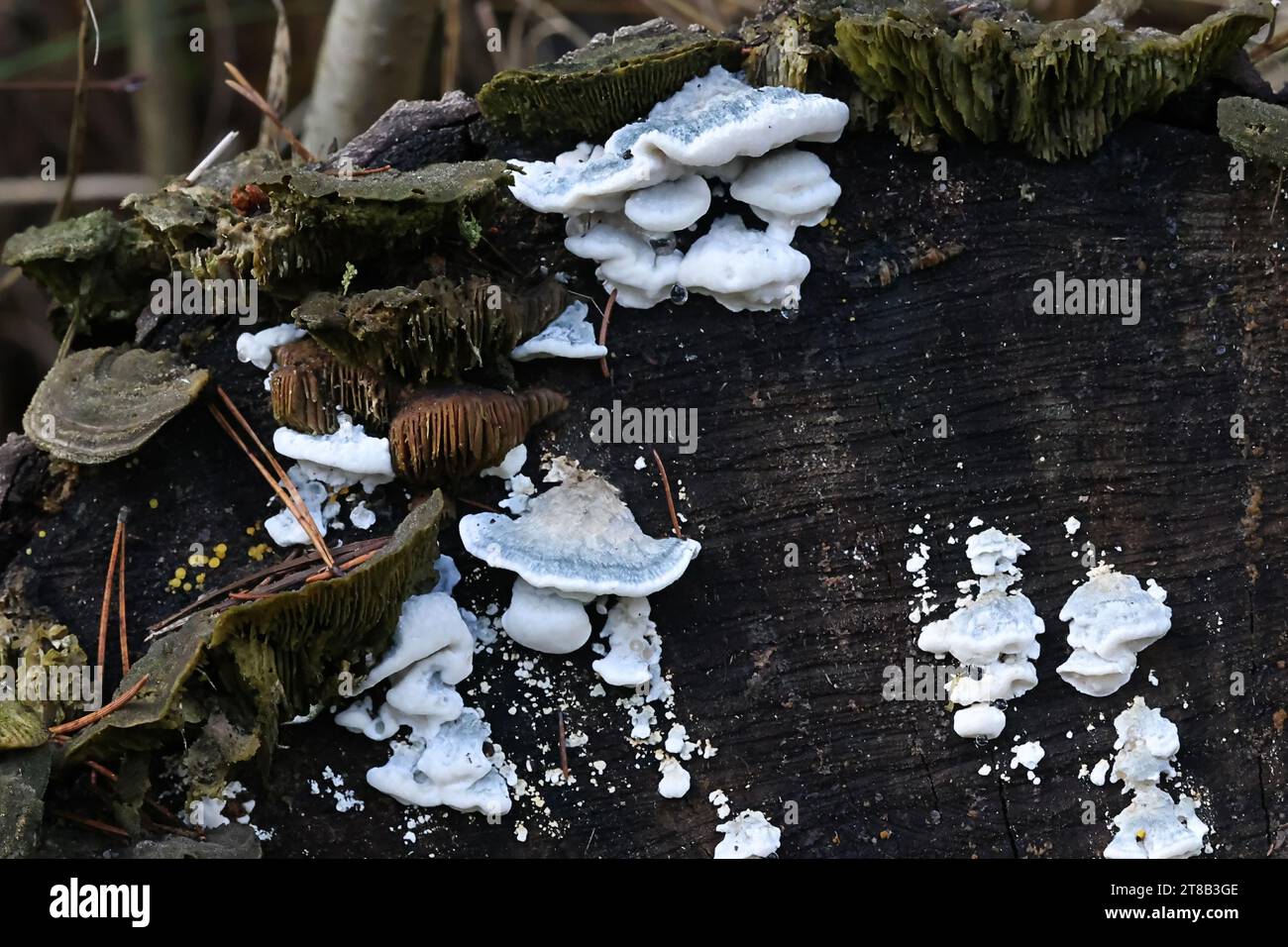 Postia simulans, (Postia caesia complex) known as conifer blueing ...