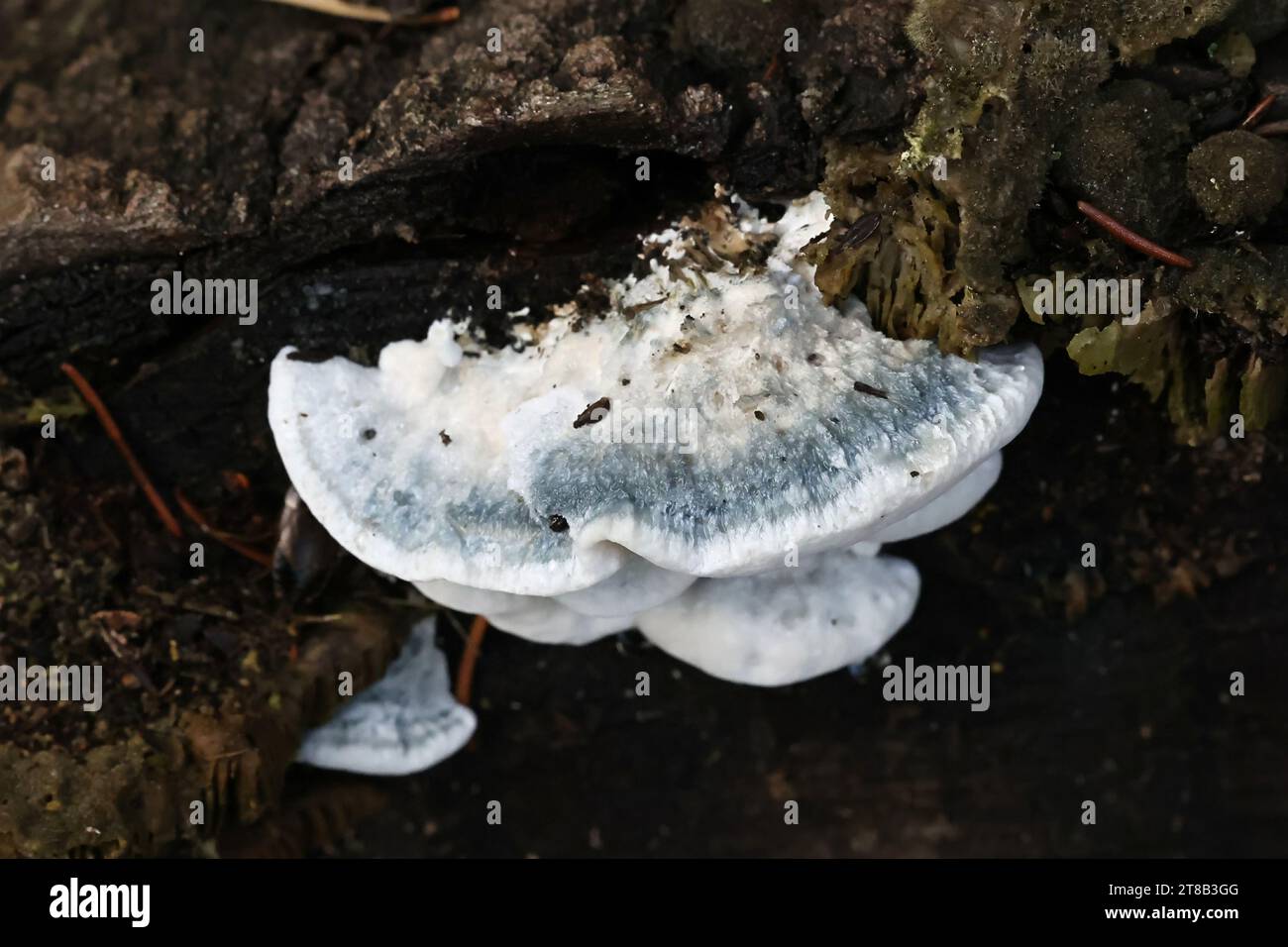 Sinervakaapa hi-res stock photography and images - Alamy