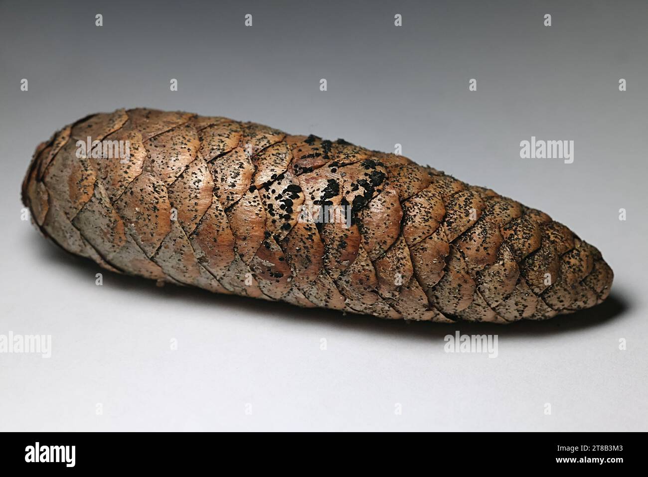 Sirococcus conigenus, known as Sirococcus blight, a fungal disease of ...