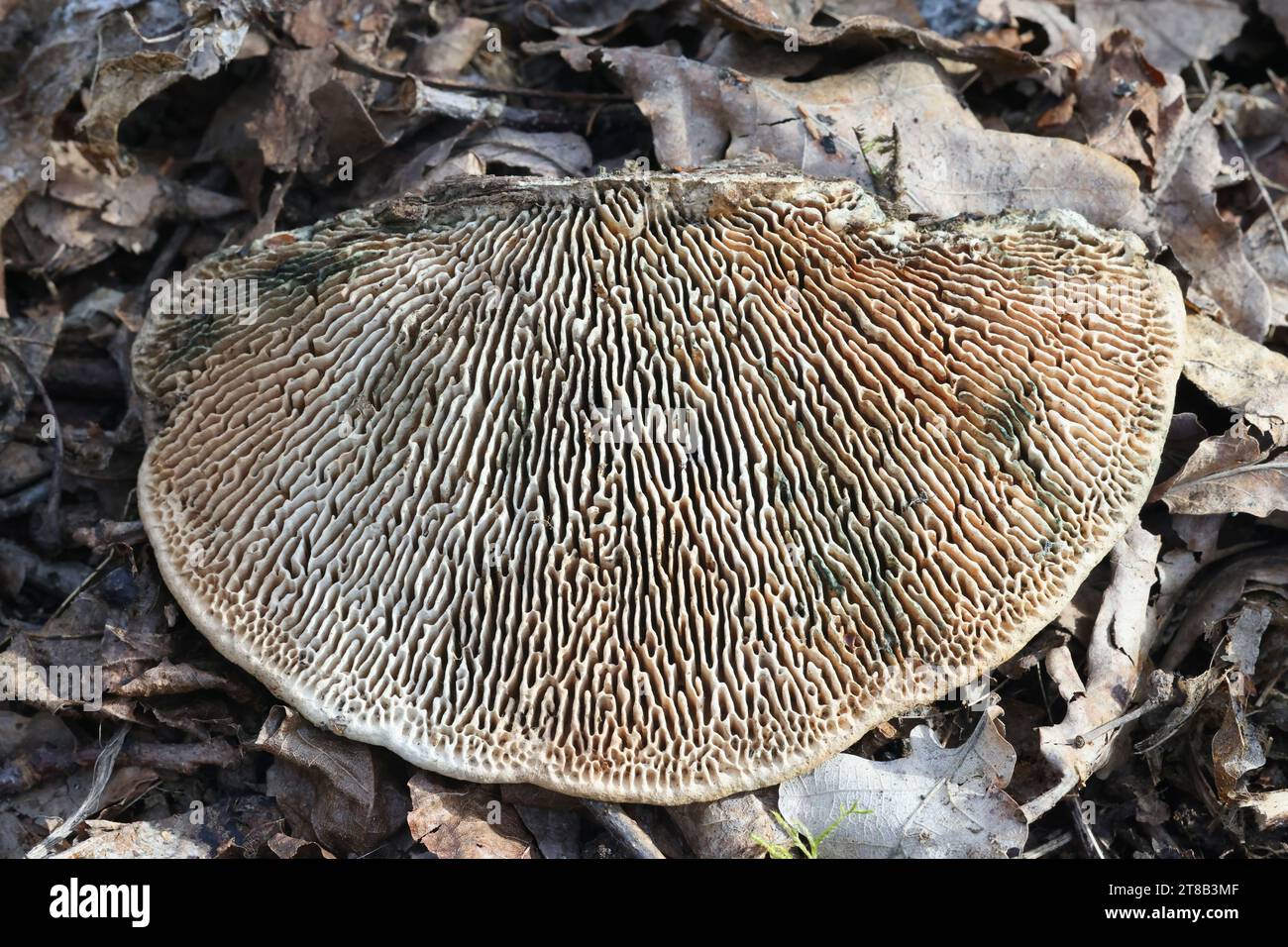Daedalea quercina, known as the oak mazegill or maze-gill fungus ...