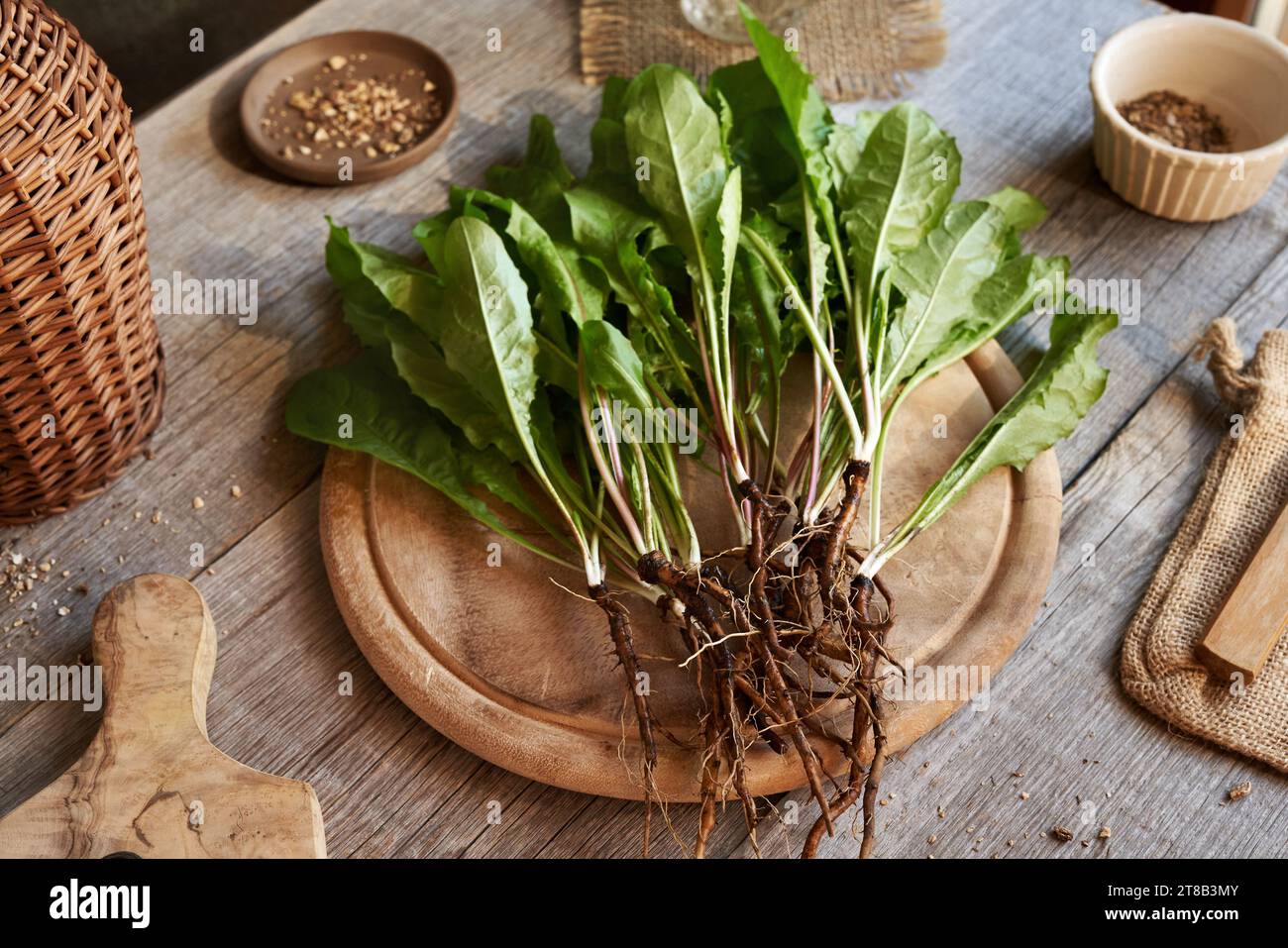 Fresh whole dandelion plants with roots Stock Photo - Alamy