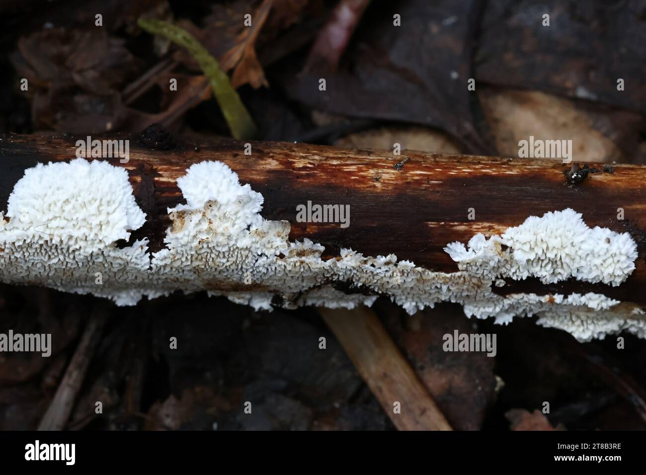 Ceriporia reticulata, a crust fungus from Finland, no common English ...