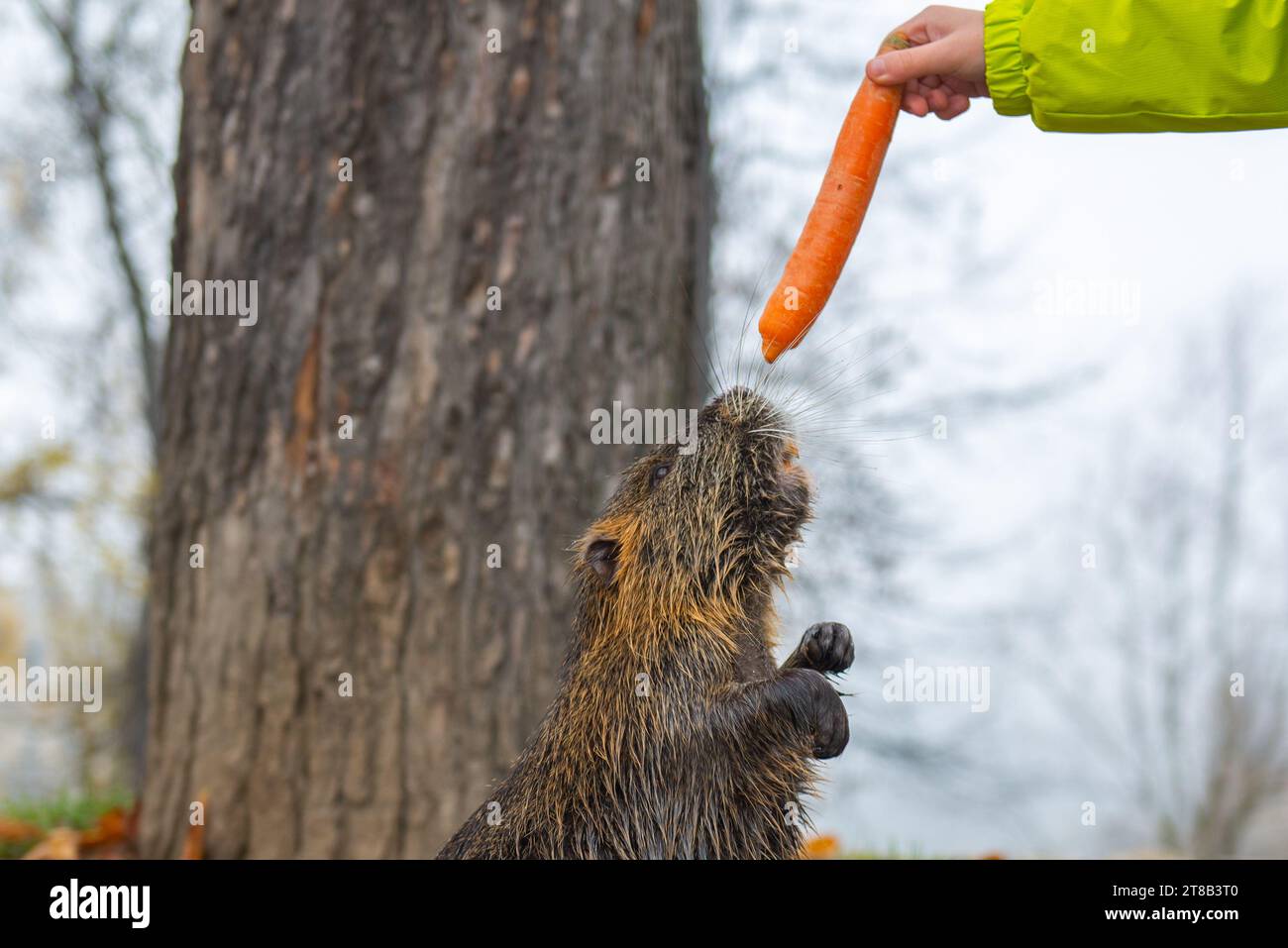 A small beaver is fed small carrots Stock Photo - Alamy