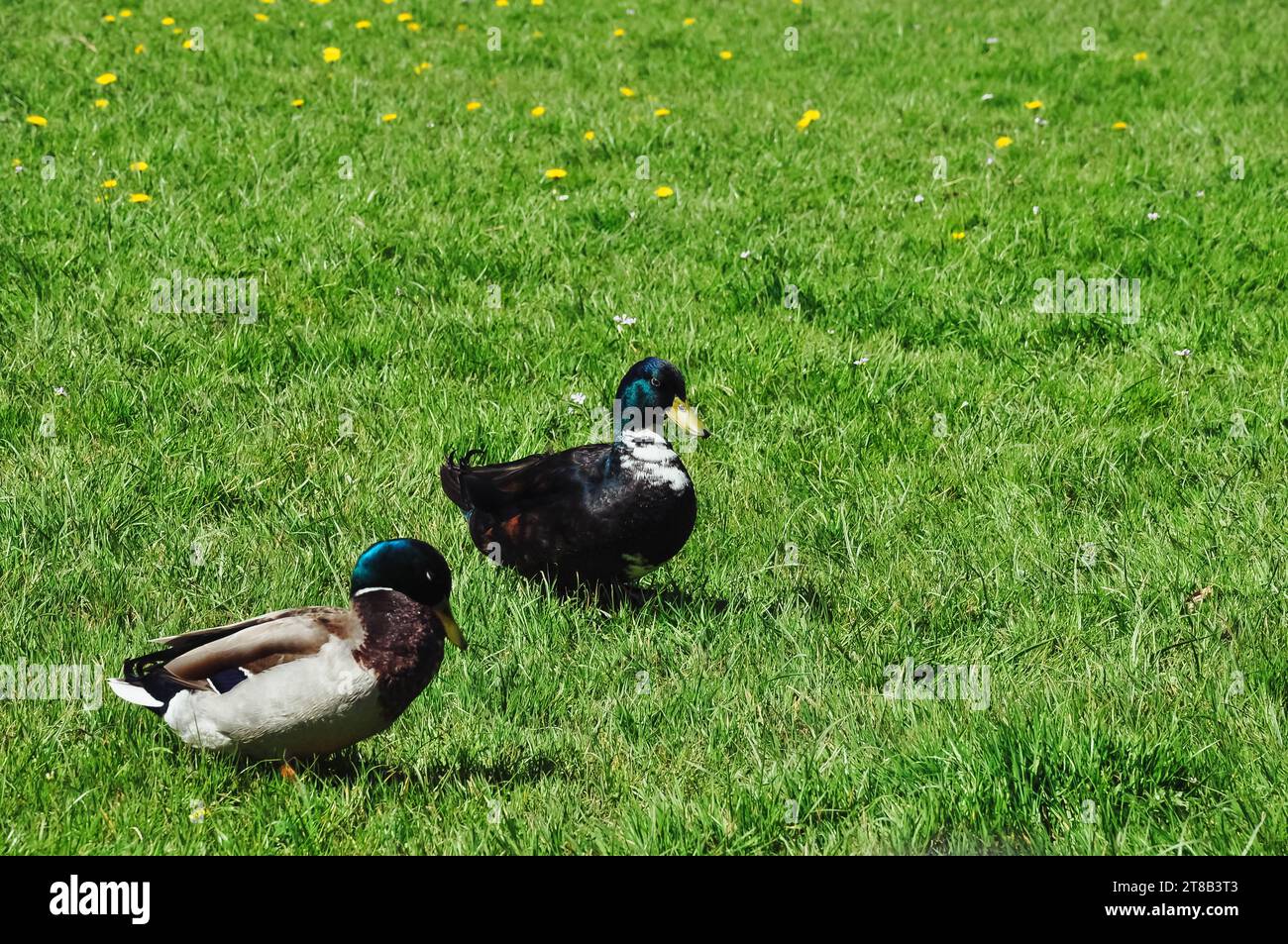 Colorful two ducks in spring on green grass stand .Beautiful landscape ...