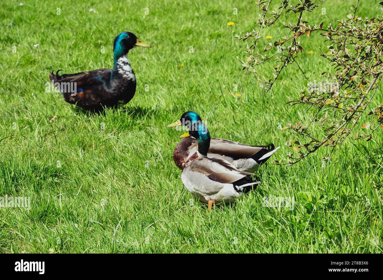 Colorful three ducks in spring .Beautiful landscape with birds Stock ...