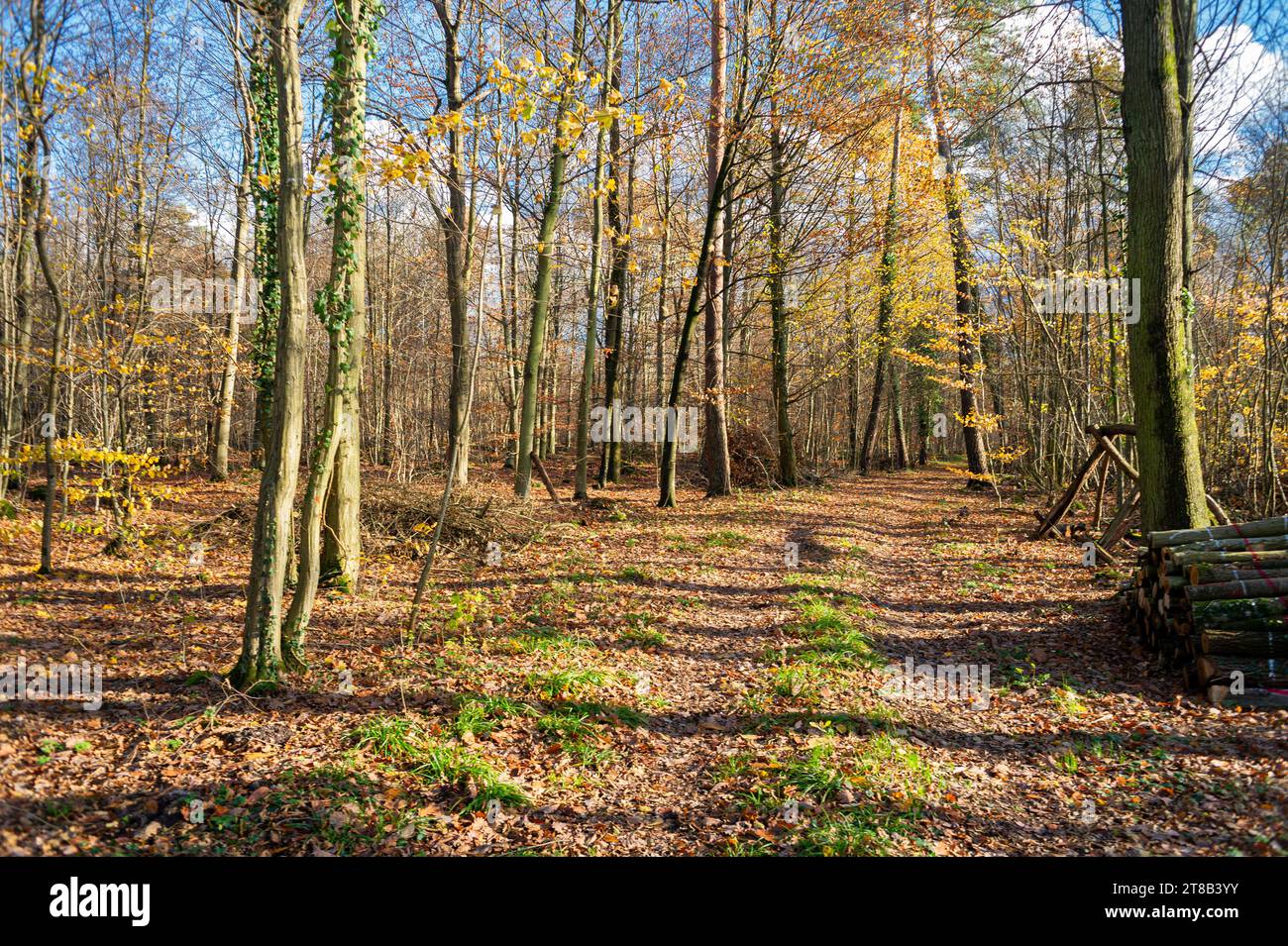 France alsace pine forest hi-res stock photography and images - Alamy