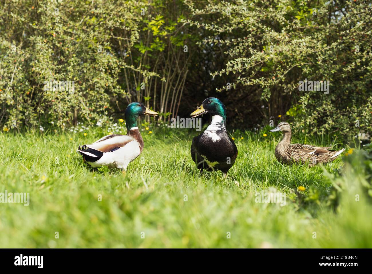 Colorful three ducks in spring .Beautiful landscape with birds Stock ...