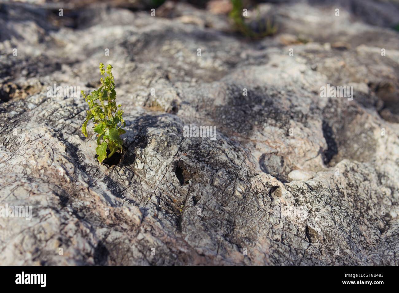 a flower grows in stone, the revival of a new life, there is a place ...