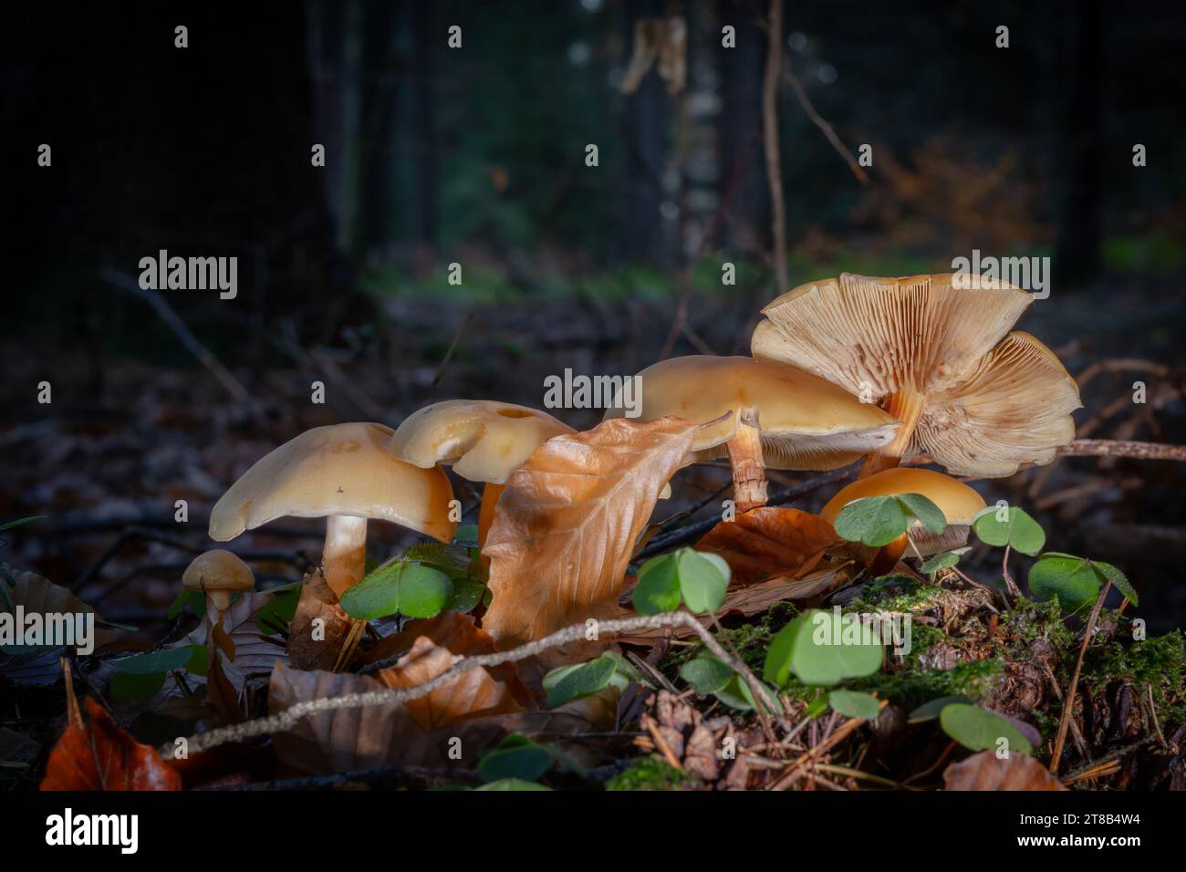 Big laughing mushrooms hi-res stock photography and images - Alamy