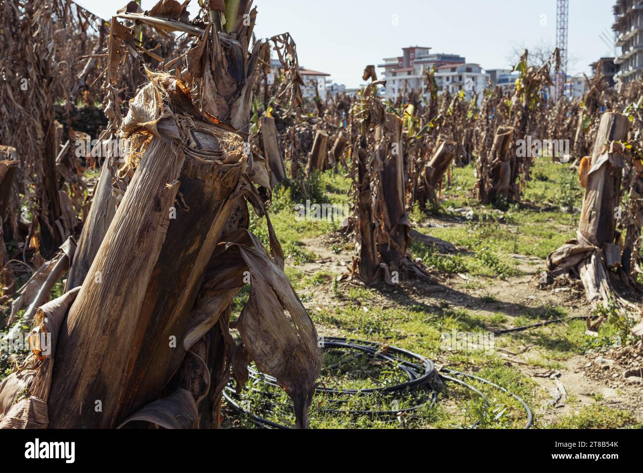 field of cropped dry bushes of plants, green grass around, close-up ...