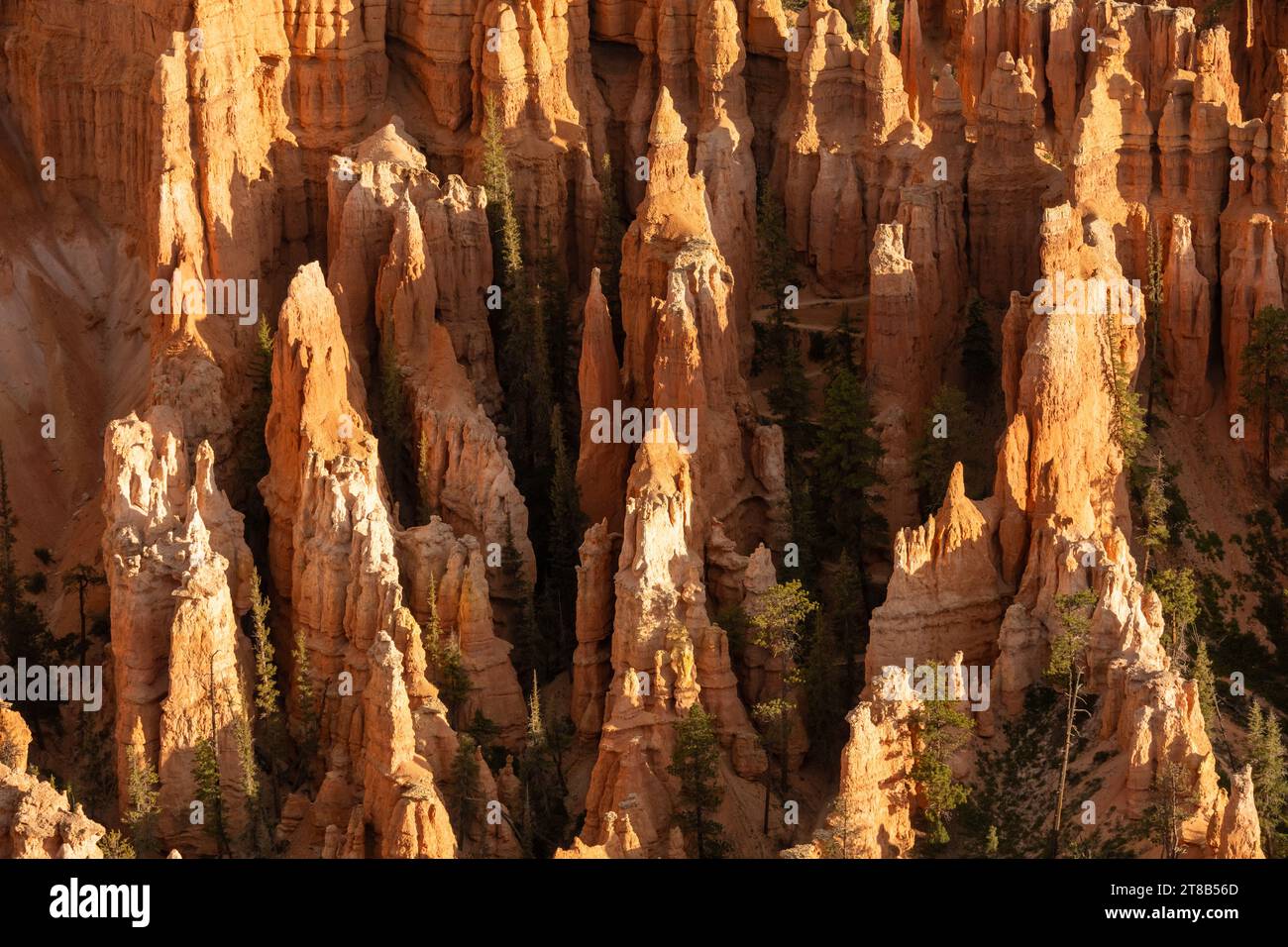 Hidden Trail Snakes Through The Shadowy Hoodoos In Bryce Canyon Stock ...