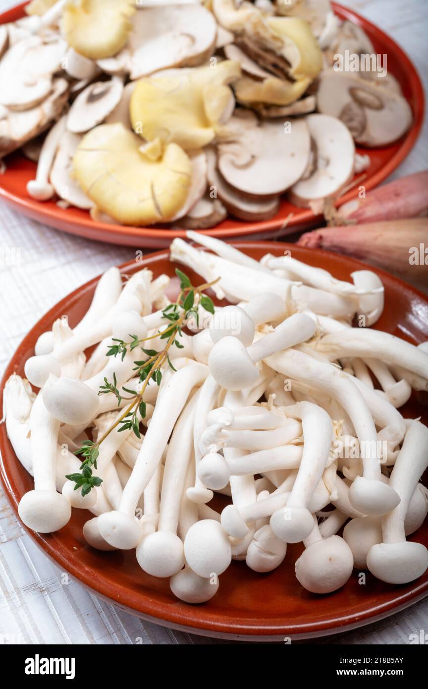 White shimeji edible mushrooms native to East Asia, buna-shimeji is ...