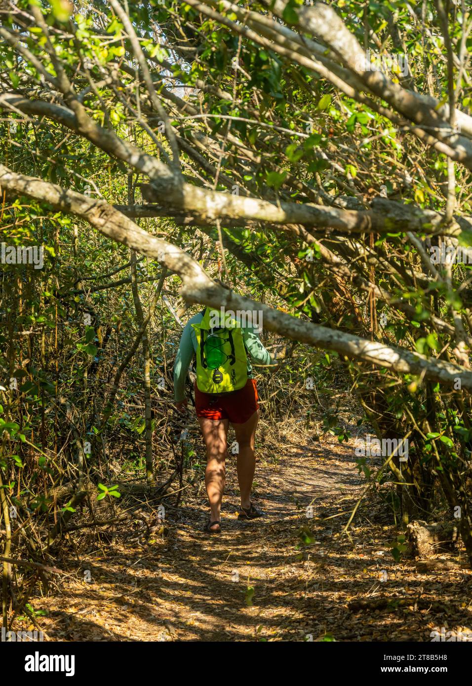 Hiker Navigates Thick Forest Trail on Sandfly Island Stock Photo - Alamy