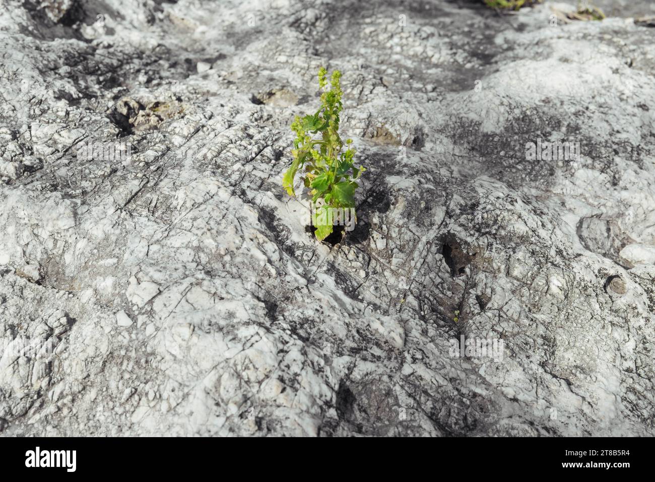 a flower grows in stone, the revival of a new life, there is a place ...