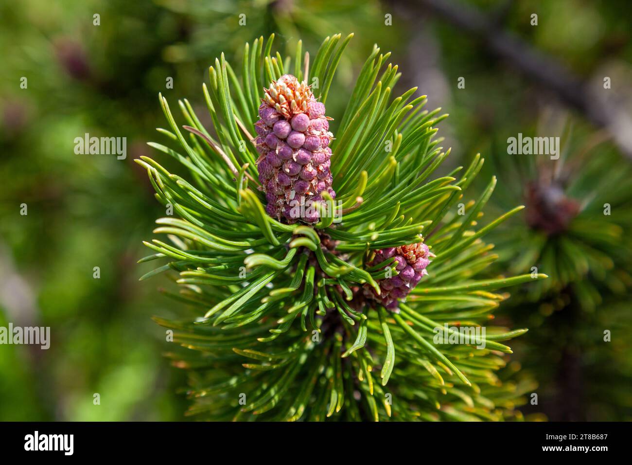 pine flower, flowers of the mountains, Pinus sylvestris Stock Photo - Alamy