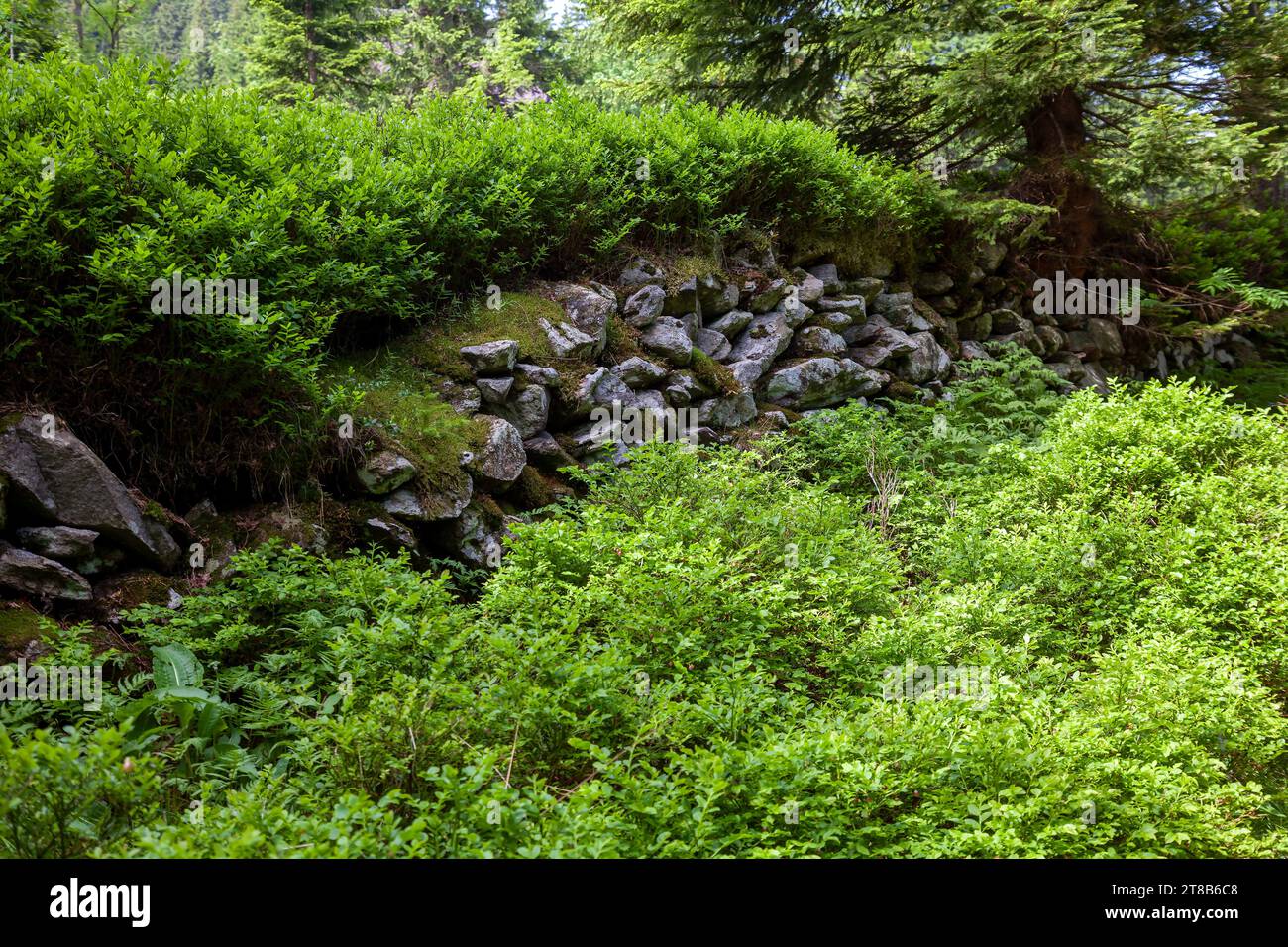 European blueberries around stone mountain path, mountains, mountain ...