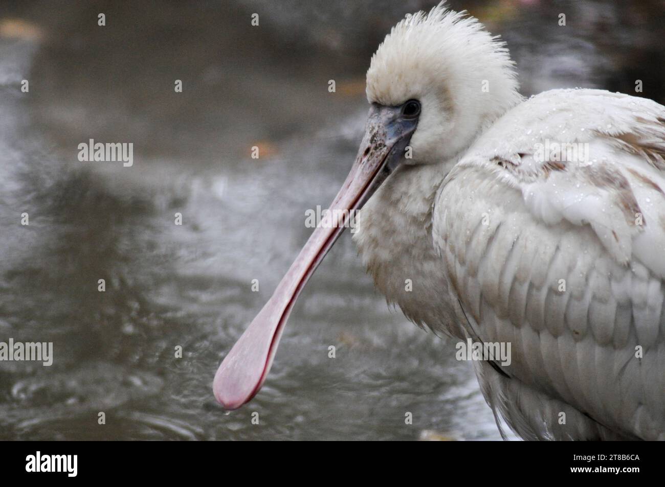 An African spoonbill water bird (Platalea alba) wading in the water on ...