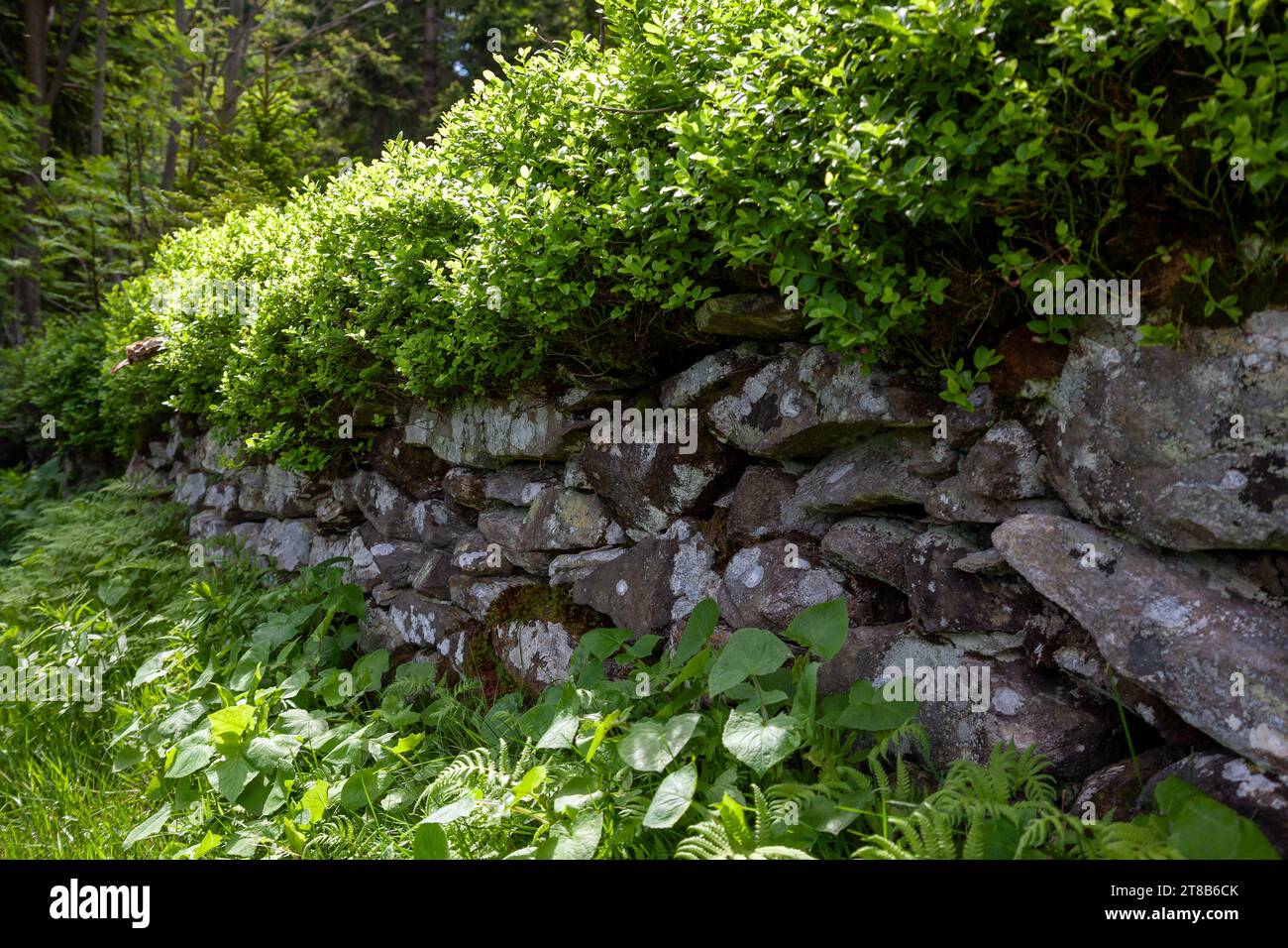 European blueberries around stone mountain path, mountains, mountain ...