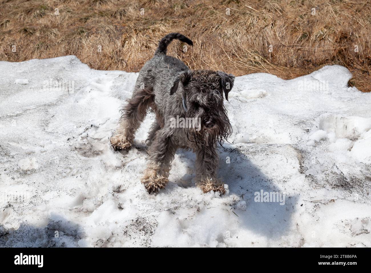 dog in the snow, the remains of the snow and the dog, dog in sun and ...