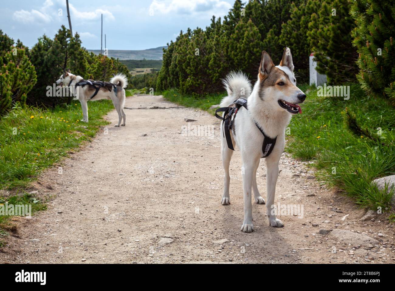 A trip trekking hi-res stock photography and images - Alamy