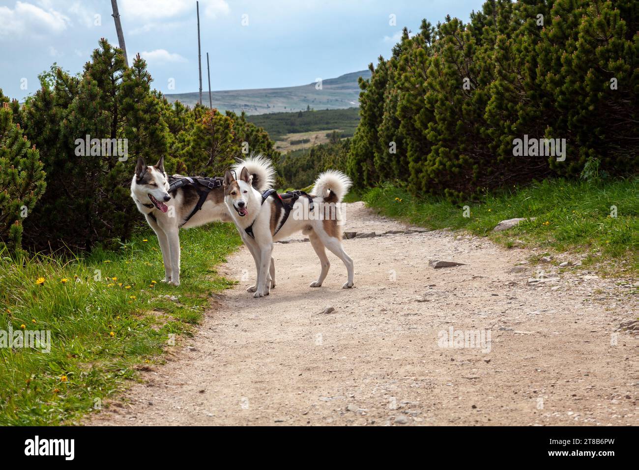 dogs on a mountain path, dogs on a trip, mountains Stock Photo - Alamy