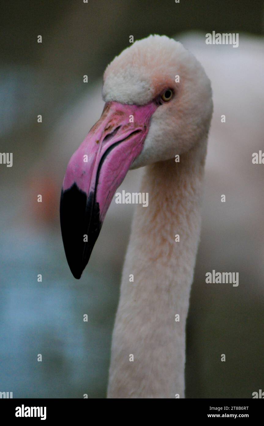 Greater Flamingo (Phoenicopterus roseus), Bridlington Animal Park, East ...