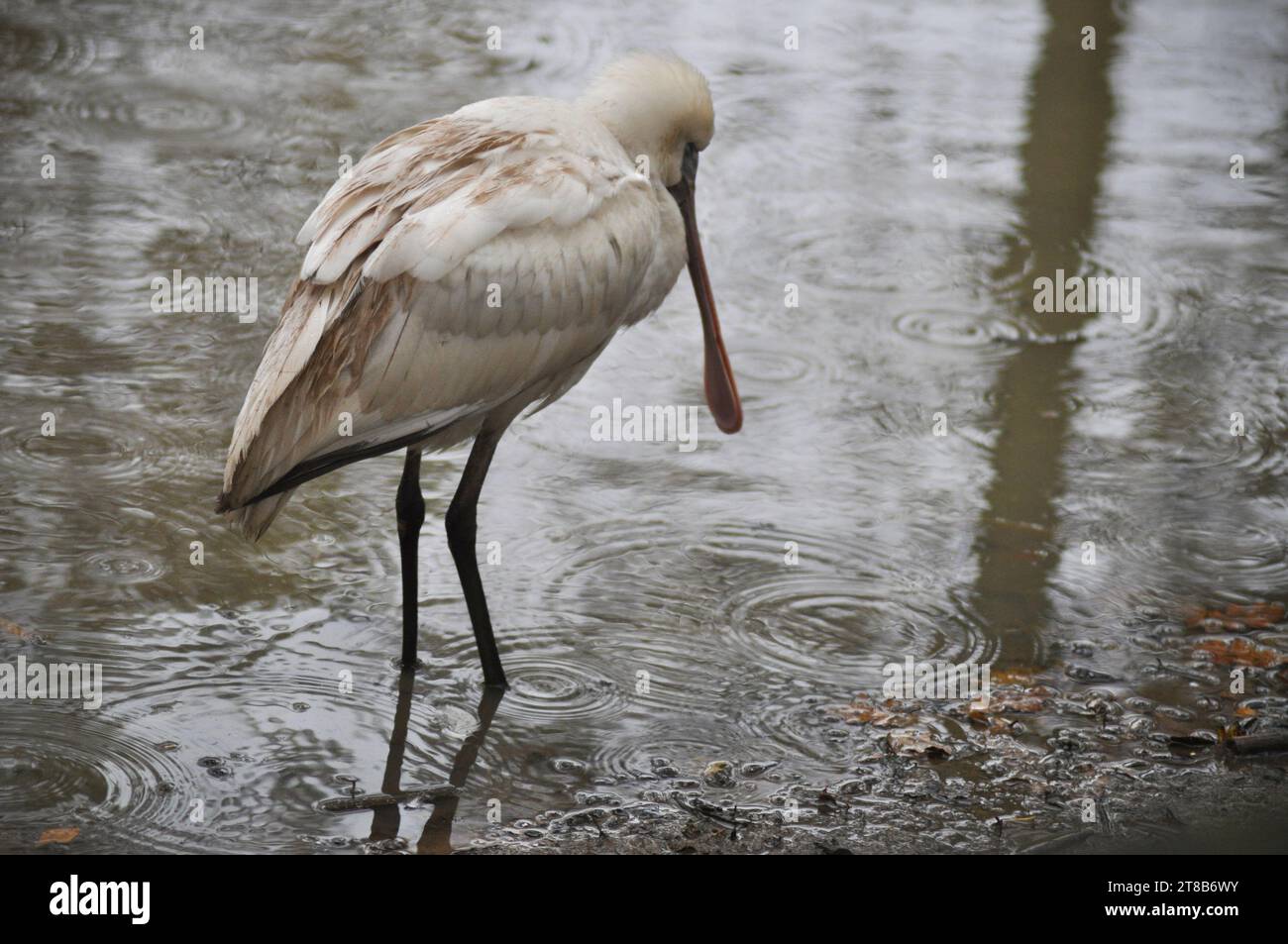 An African spoonbill water bird (Platalea alba) wading in the water on ...