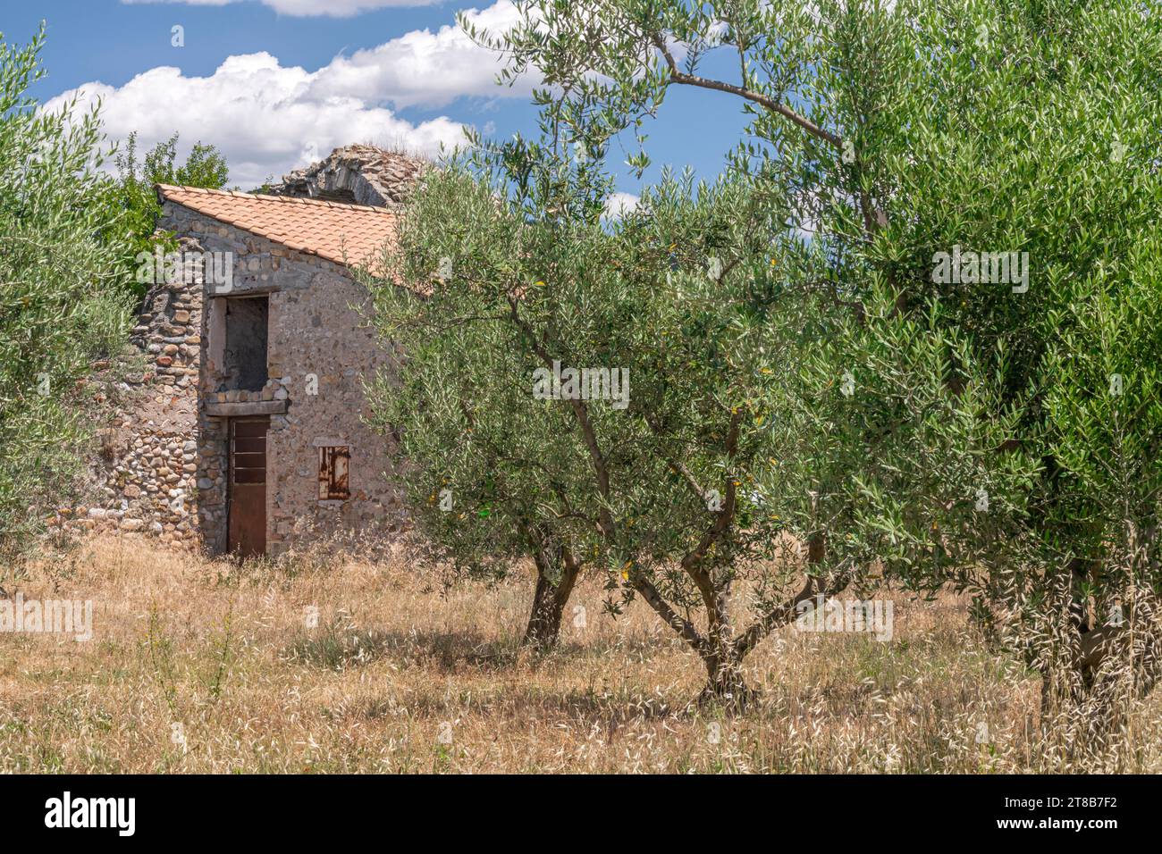 Terraces olive trees hi-res stock photography and images - Alamy