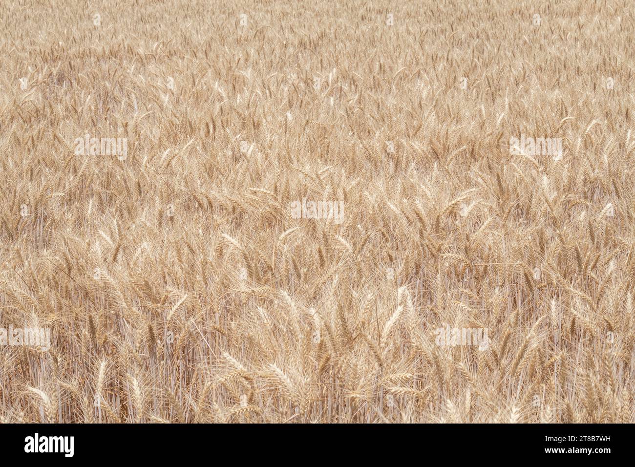 Plants field wheat agricultural harvest hi-res stock photography and ...